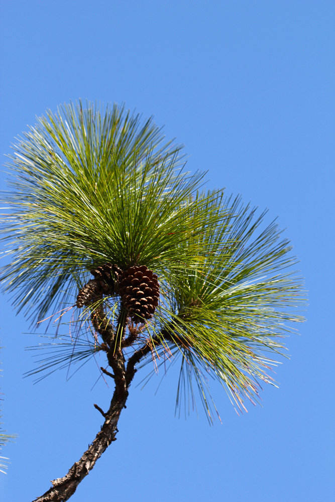 Longleaf Pine Tree Twigs