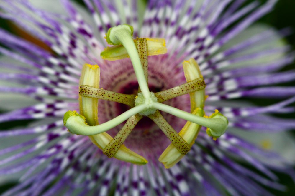 Passionflower, Medicinal Uses| Chestnut School of Herbal Medicine