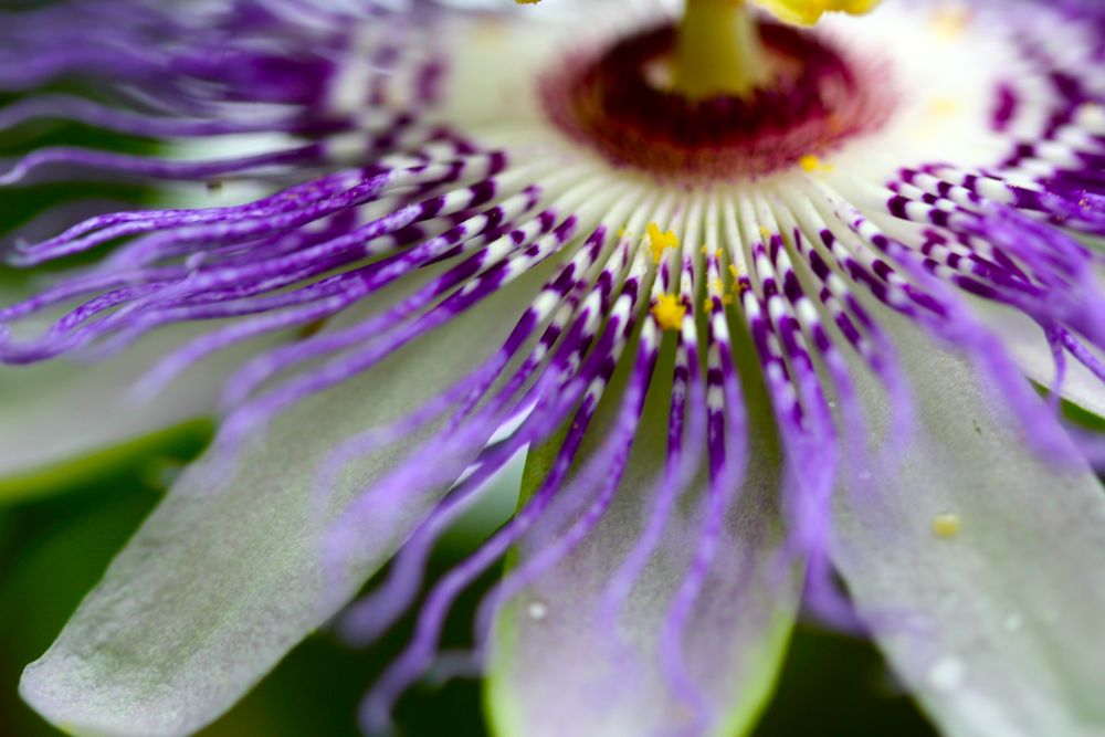 Passionflower, Medicinal Uses| Chestnut School of Herbal Medicine