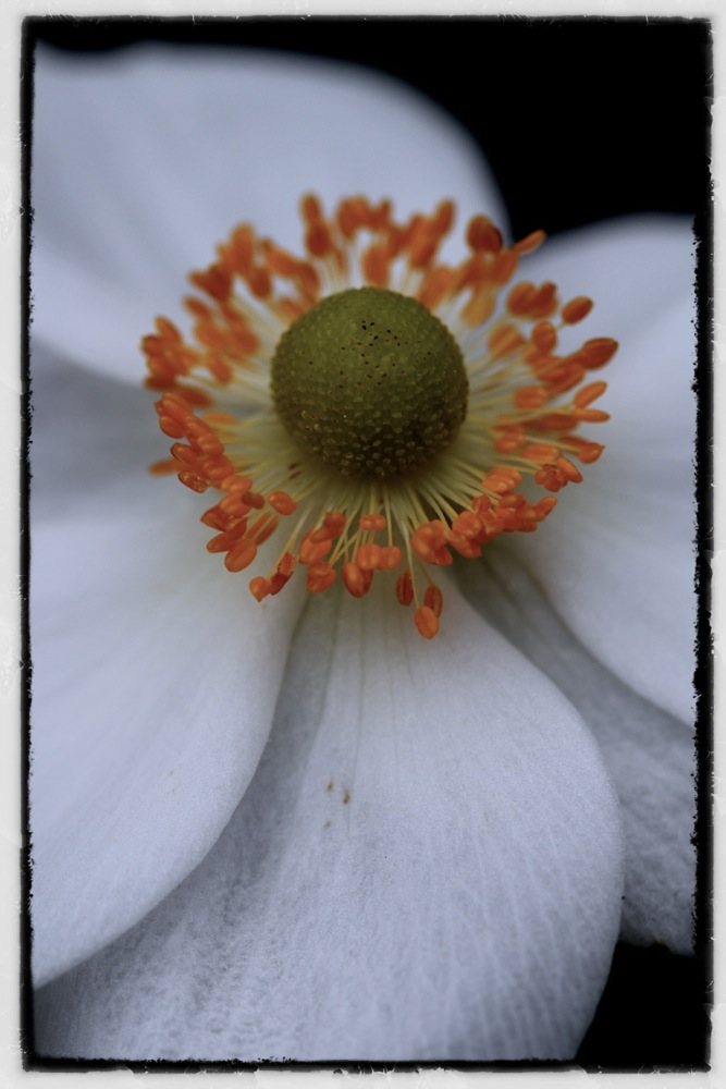 Anemone – medicine, poison, pollen and melodrama | Chestnut School of ...