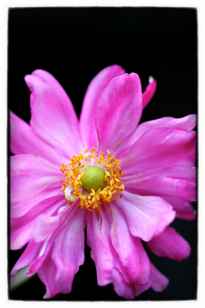 Anemone – medicine, poison, pollen and melodrama | Chestnut School of ...