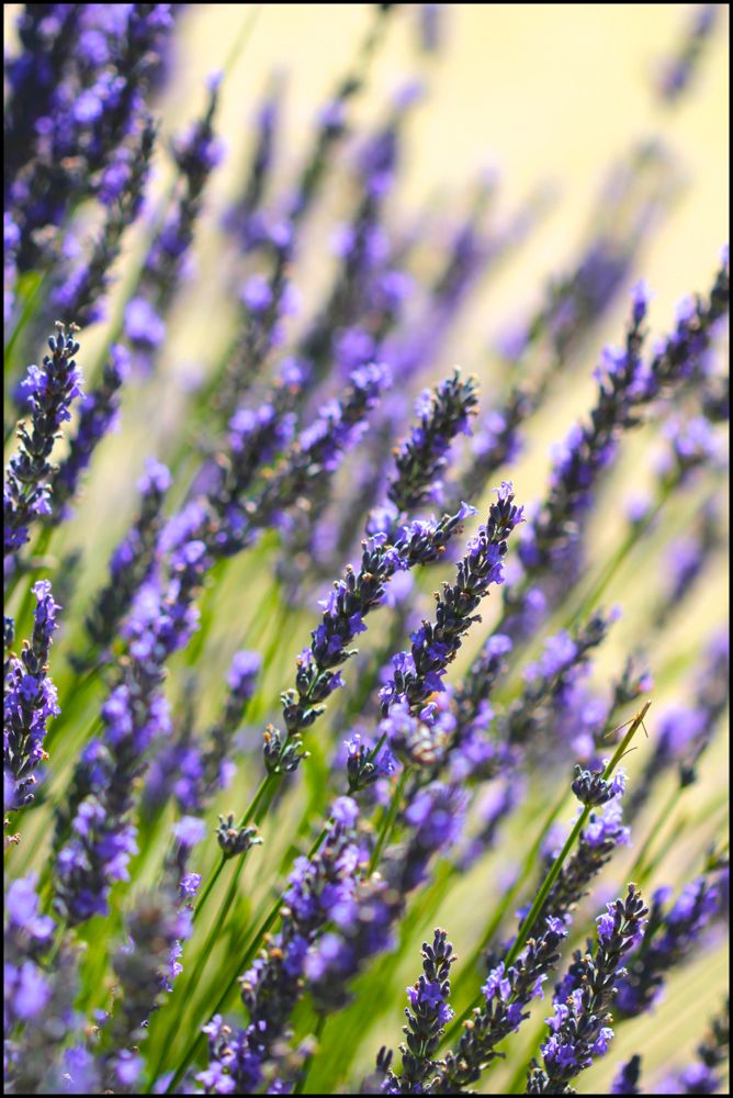 Lavender's Medicinal Uses | Chestnut School of Herbal Medicine
